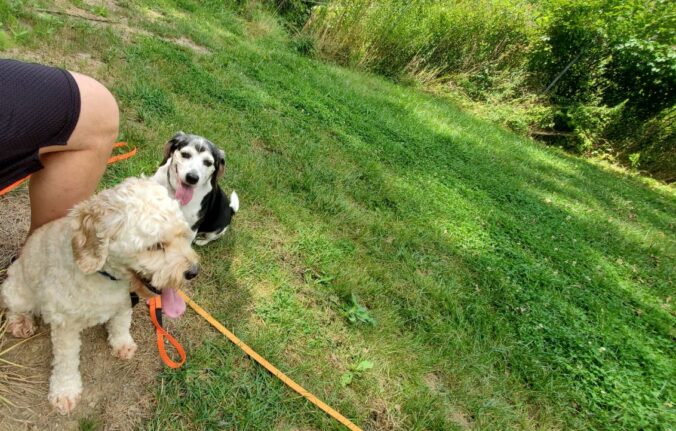 Sparky has a slumber party, part fourteen. – Big Stick Physics