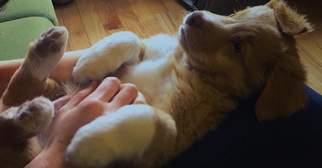 The Good Boy movie is worth watching for the dog. 7/10. – Big Stick Physics