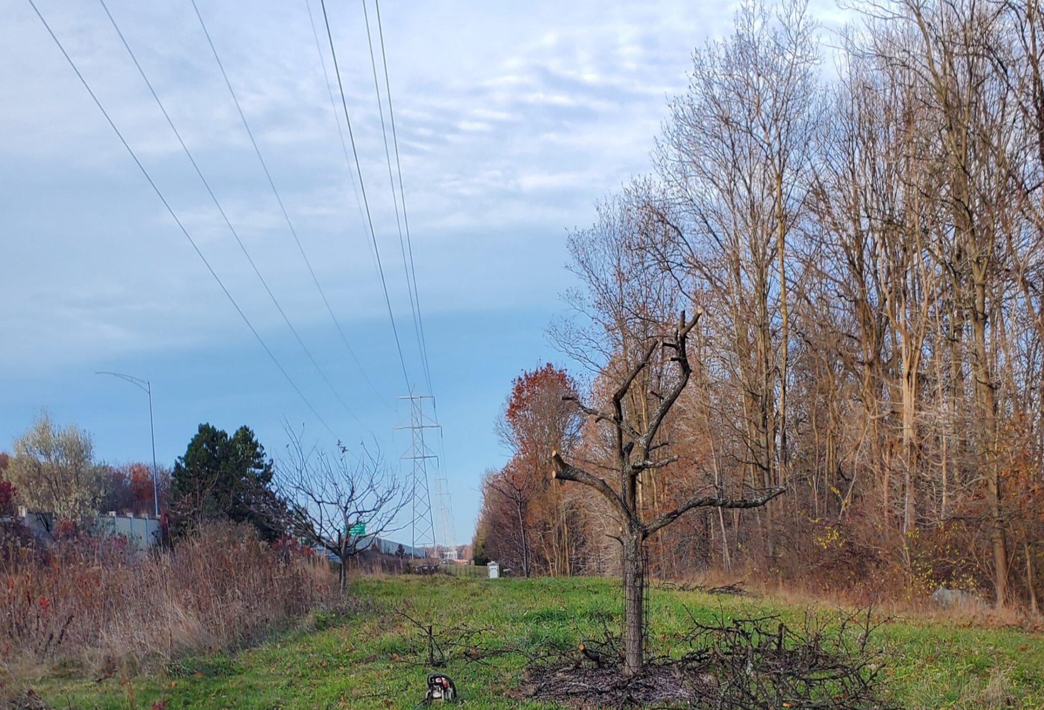Plum trees are on life support. – Big Stick Physics